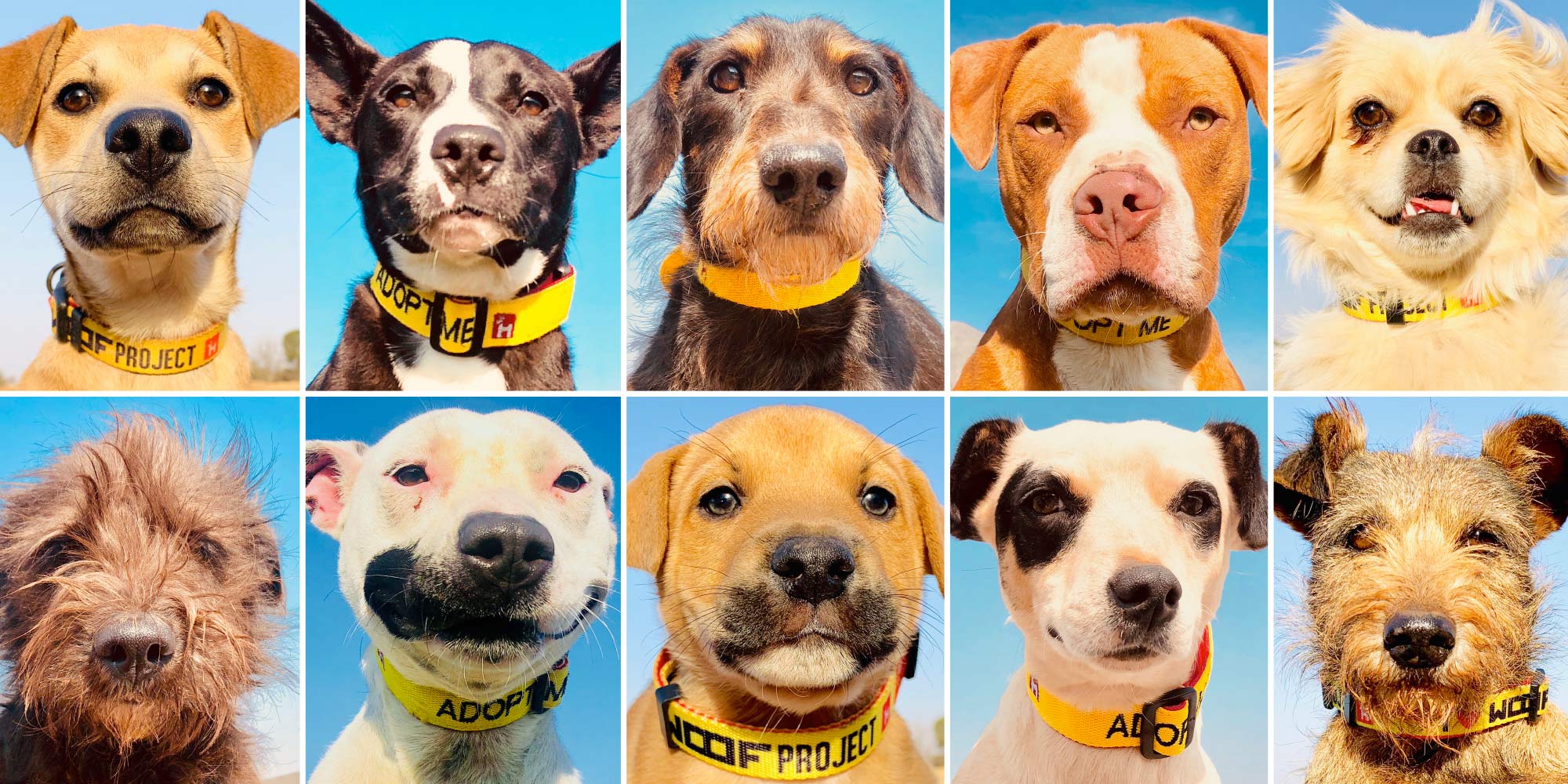 The Naked Difference: Oscars Arc hopes to inspire dog adoption and save ...